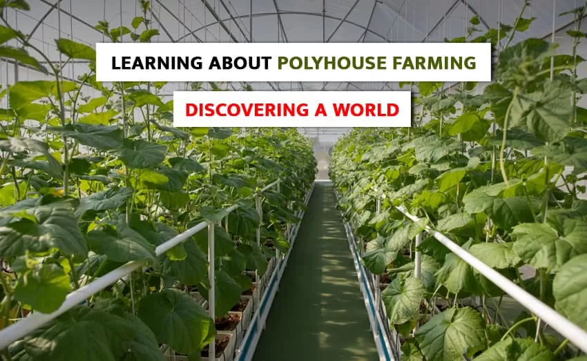 Learning about Polyhouse Farming: Discovering a World
